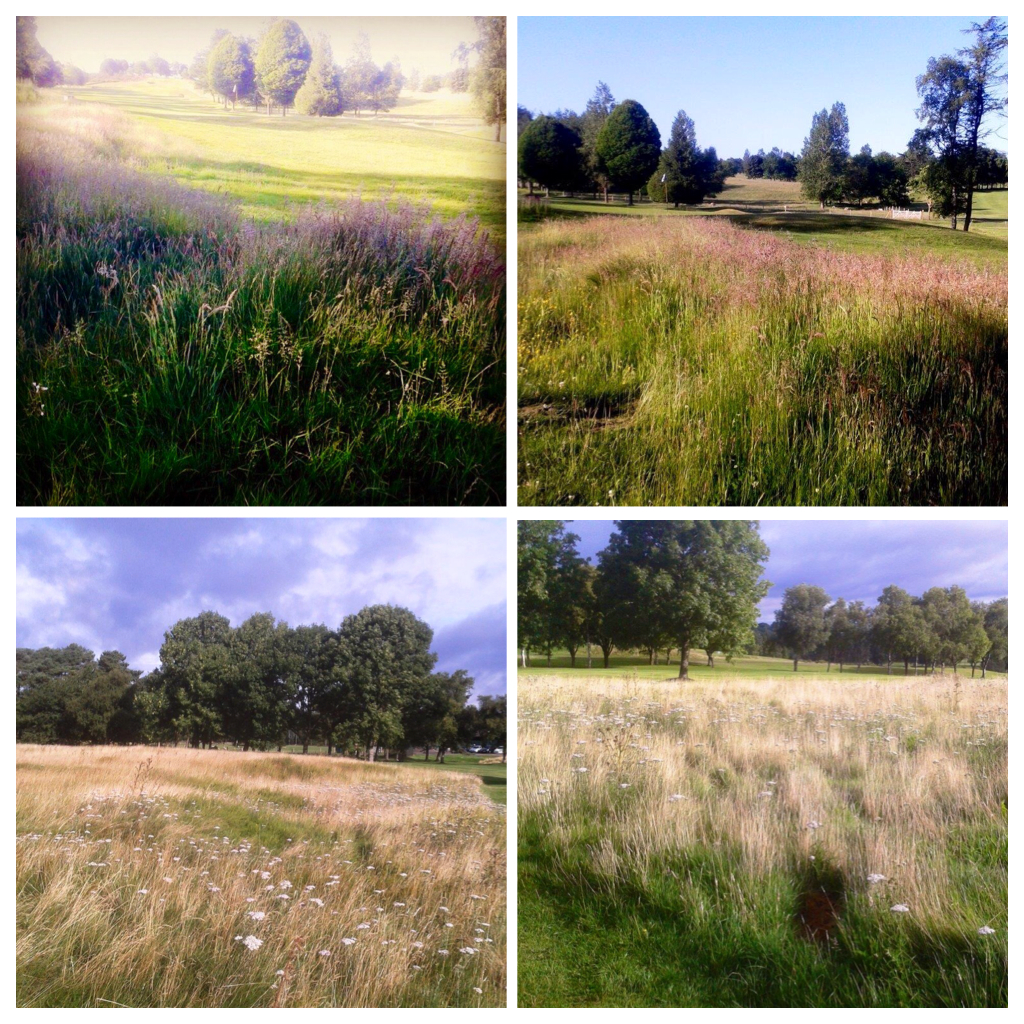 This is how to maintain healthy grass with one application of ...