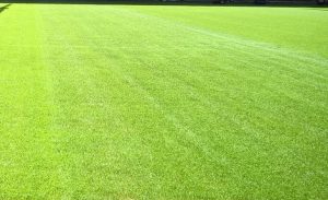 Greenkeeping feature: Tetraploid perennial ryegrass technology ...