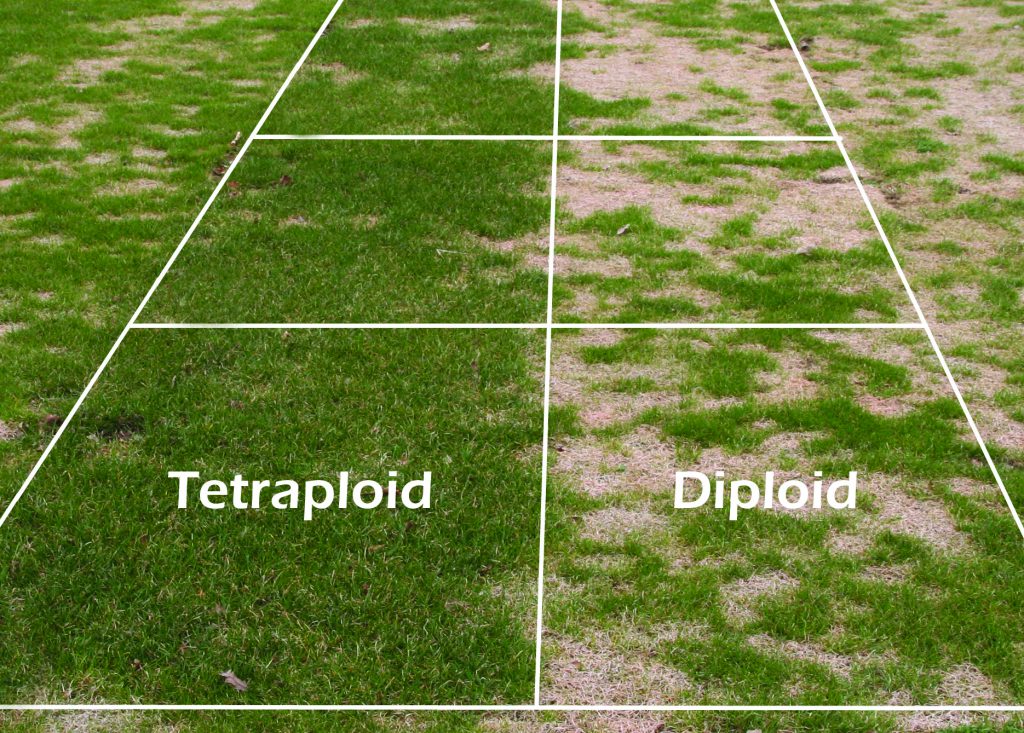 Greenkeeping feature: Tetraploid perennial ryegrass technology ...