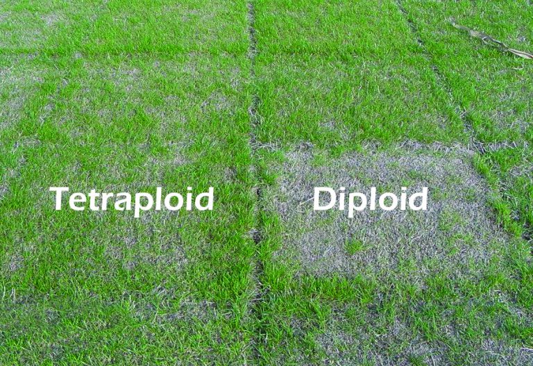 Greenkeeping feature: Tetraploid perennial ryegrass technology ...