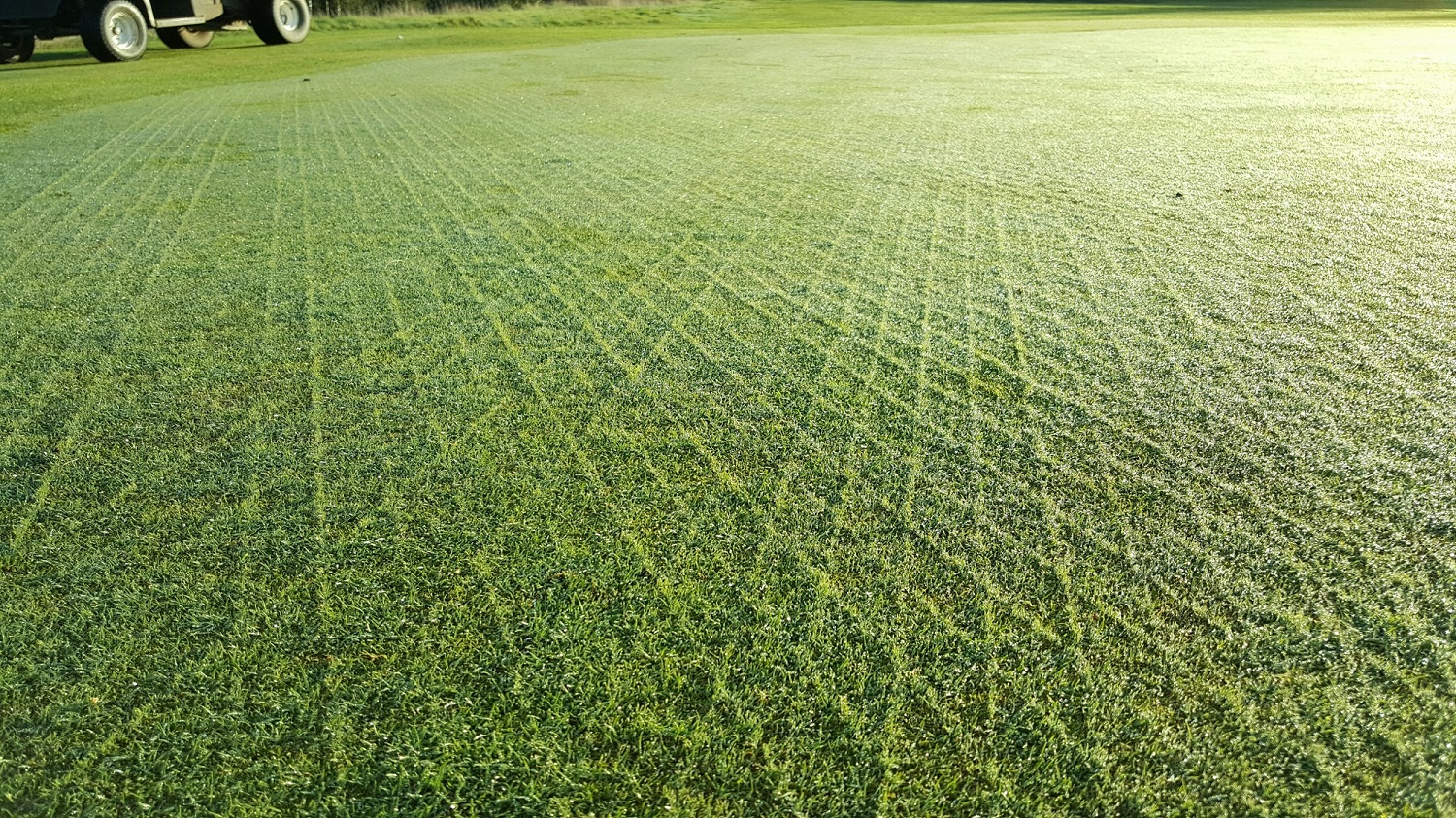 Getting the best from your bent overseeding programme | GreenKeeping ...