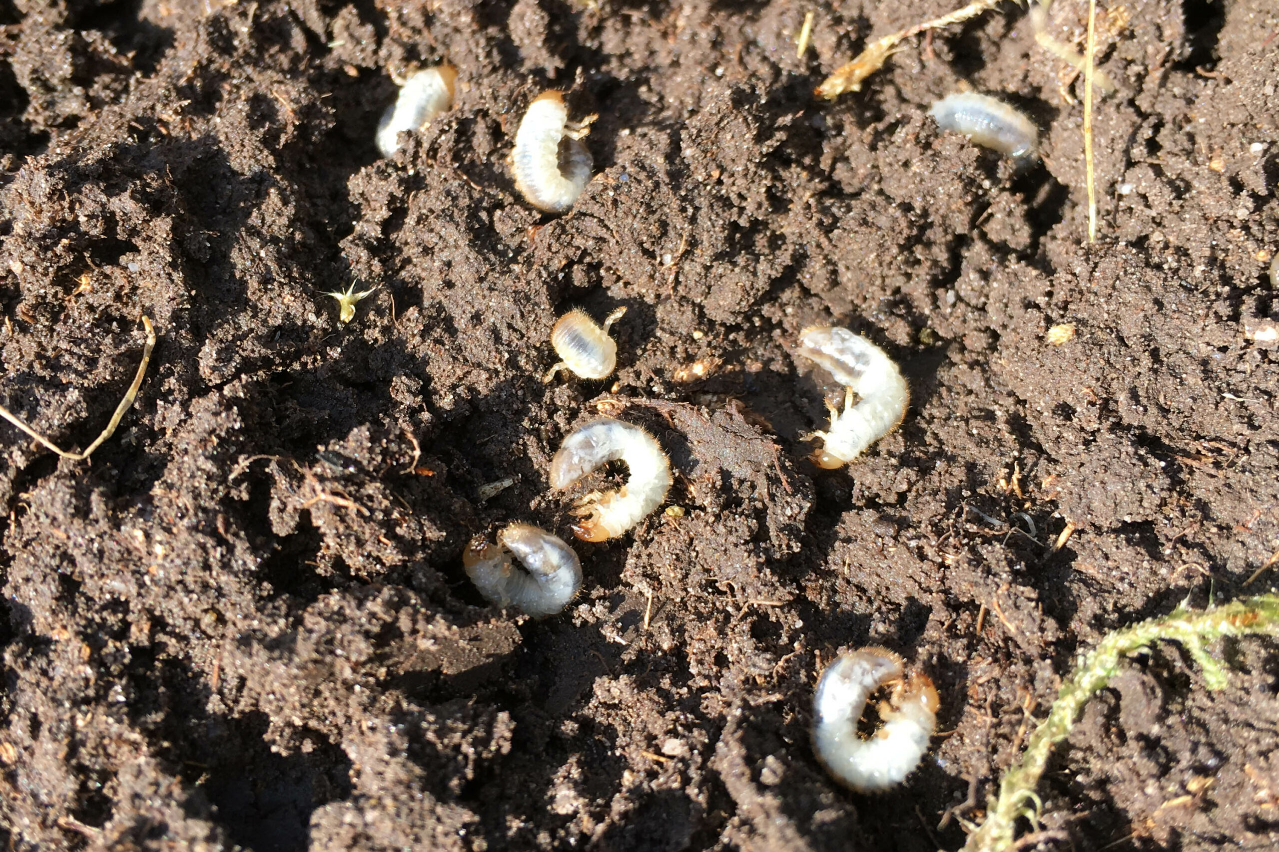 02-04 Early instar chafer grub infestation under turf mr | GreenKeeping ...
