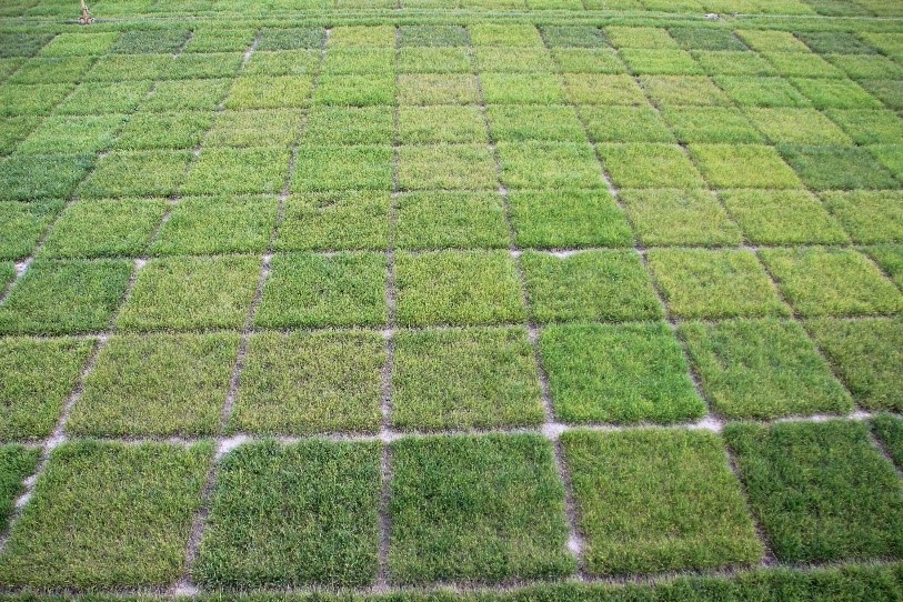 A grass for all seasons – understanding tetraploid technology ...
